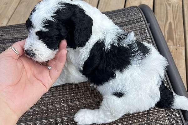 Mini Aussie/doodle cavalier King Charles spaniel puppies