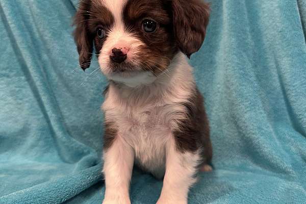 King Charles Cavalier Miniature Australian Shepherd