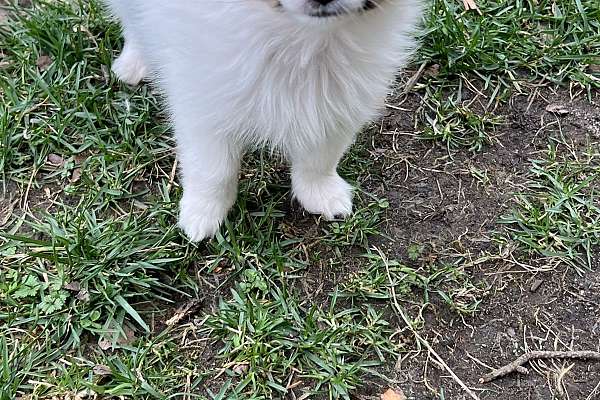 papillon girl - Daisy