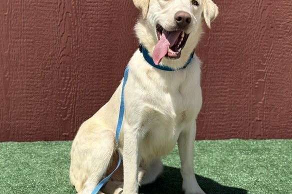 AKC Champagne/Yellow Lab Puppies