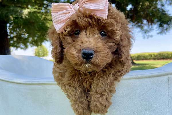 Adorable Cockapoo Puppies Health Tested and Family Raised