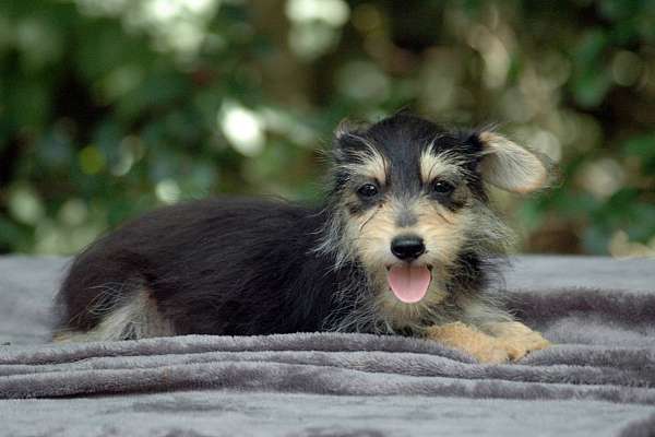 Back to school special Borkie3