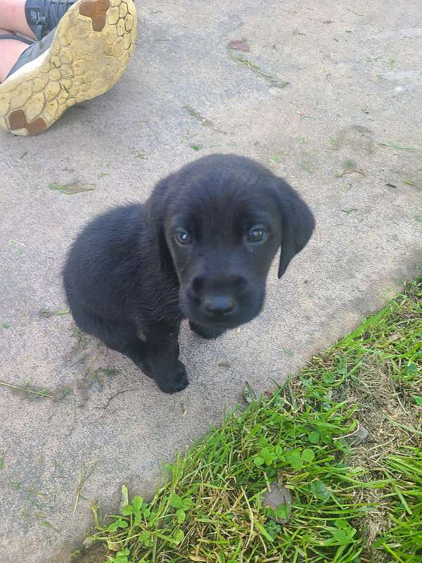 Jack - Black Lab Puppy