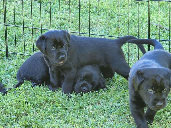 AKC and UKC Registered Lab Puppies