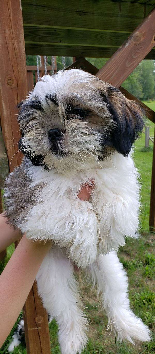 Teddy-Bear puppies for sale