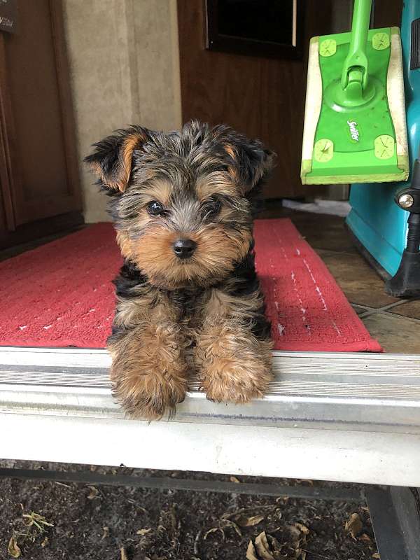 Yorkie Puppy