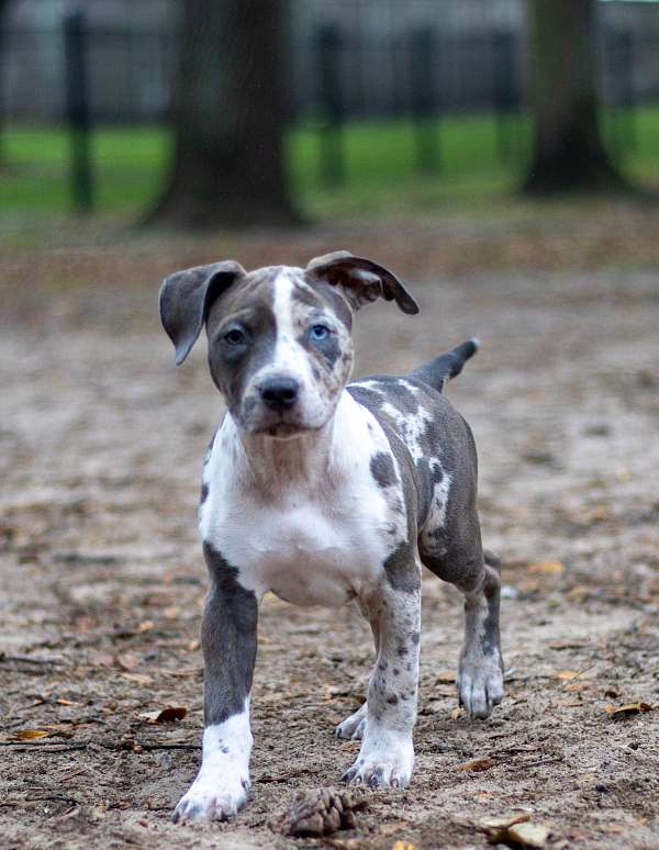American Bully XL Puppy