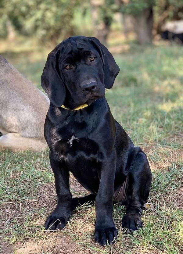 Sheena - Sweet Mellow Mastador Pup