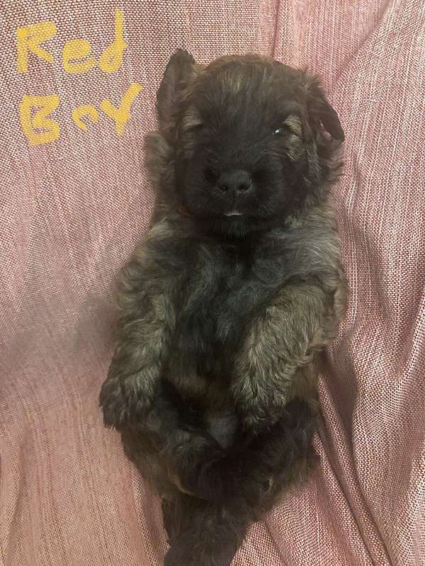 Bouvier Puppies