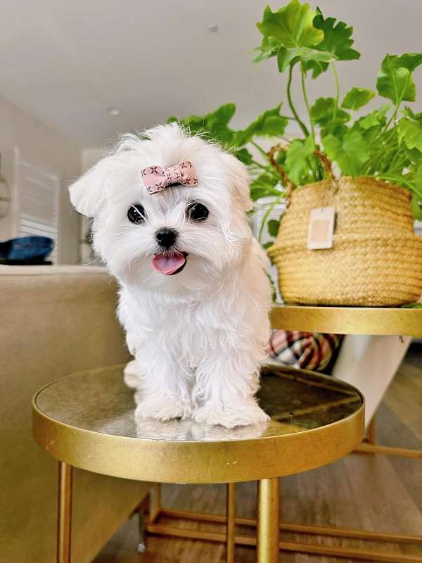 Teacup Maltese