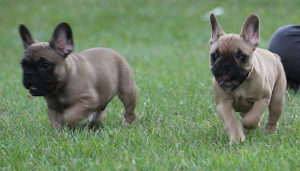 French Bulldog Male Puppies