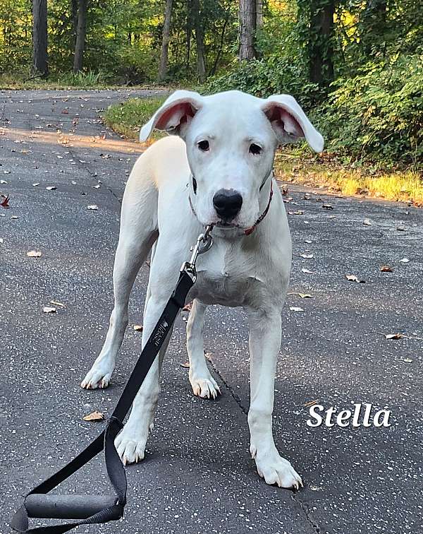 Dogo Argentino Puppy-Stella