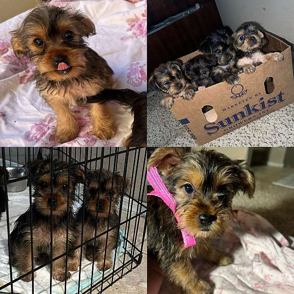 7 yorkie/silk terrier mix puppies available