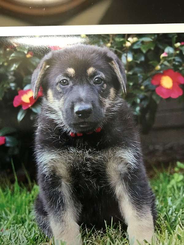 AKC Gsd Puppy 8 Weeks Old