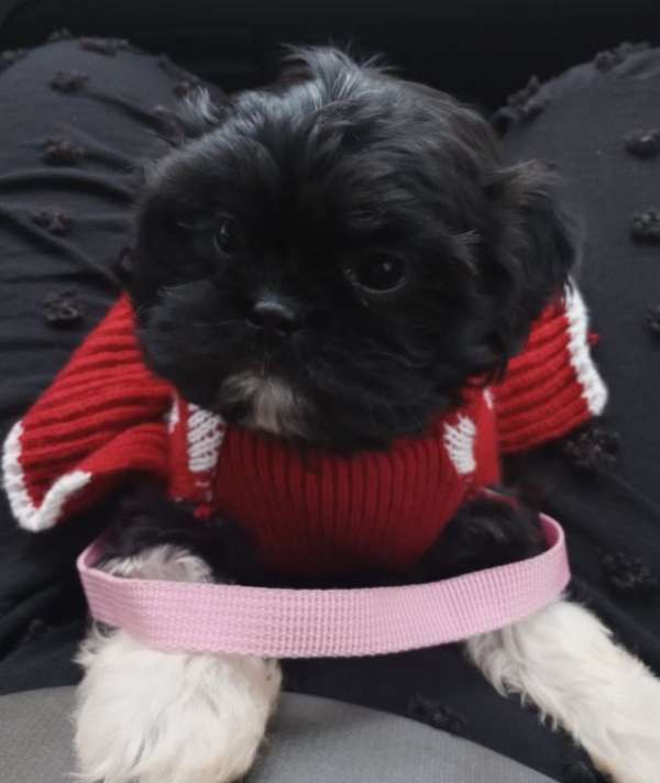 Beautiful Shih-tzu girl ready for a new home
