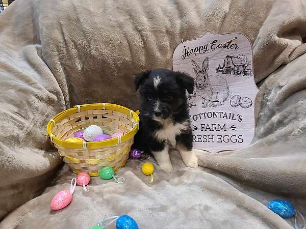 Black Tri Mini Aussie "Boy 5"