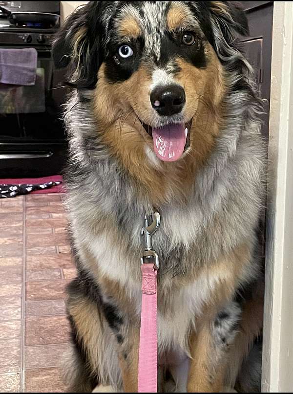 Meet Stella: Your New Best Friend!