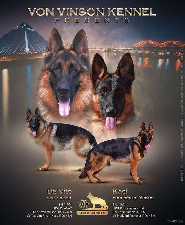 German Shepherd Pups - Champion Pedigree VA1