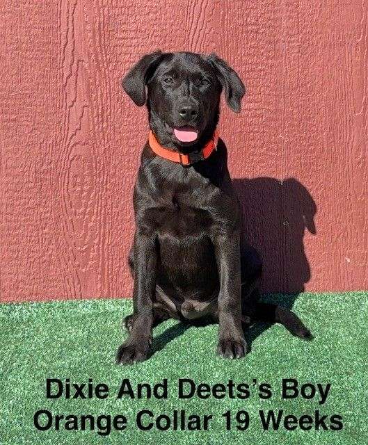 AKC Labrador Puppies