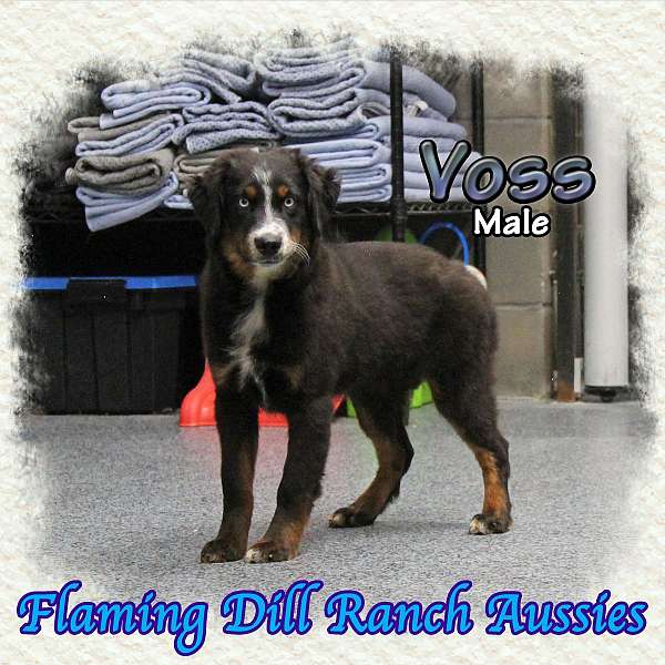Voss ~ Mini Black Tri Male Aussie