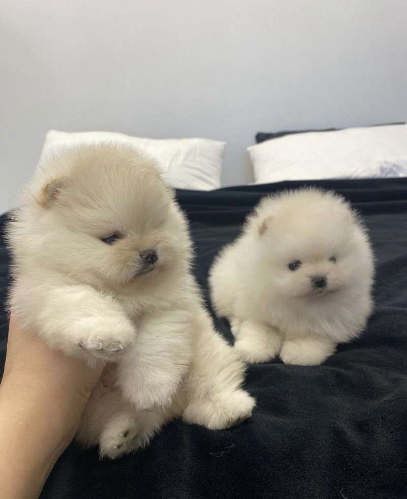 Pomeranian Puppies for Sale in Texas