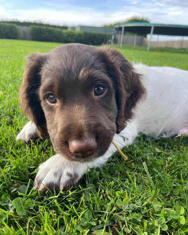 Small Golden Retriever Puppies for Sale