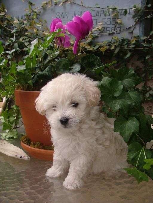 Small Puppies for Sale in Michigan