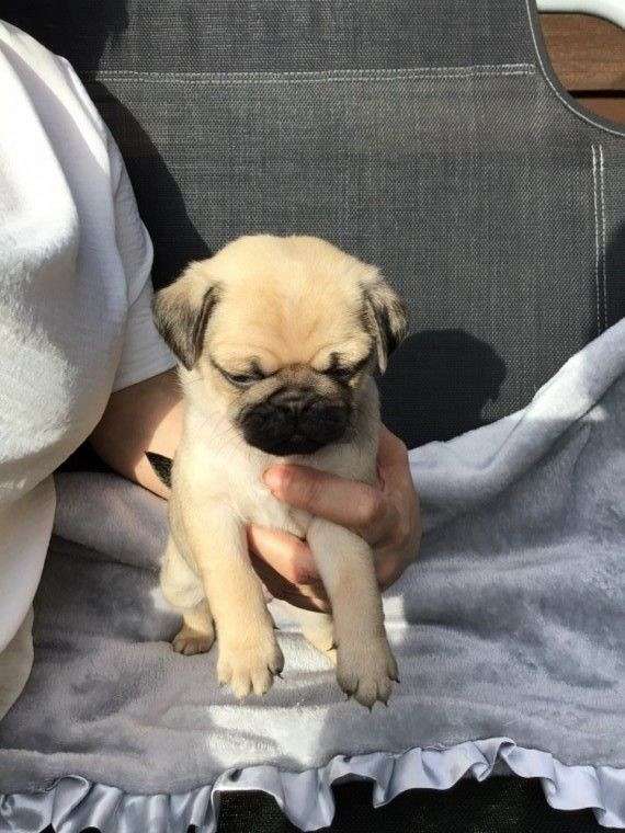 Pug Puppies for Sale