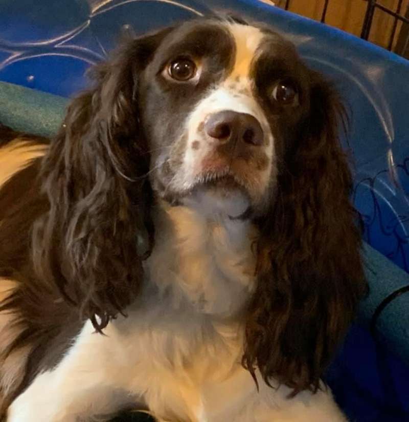 Female English Springer Spaniel Puppies for Sale