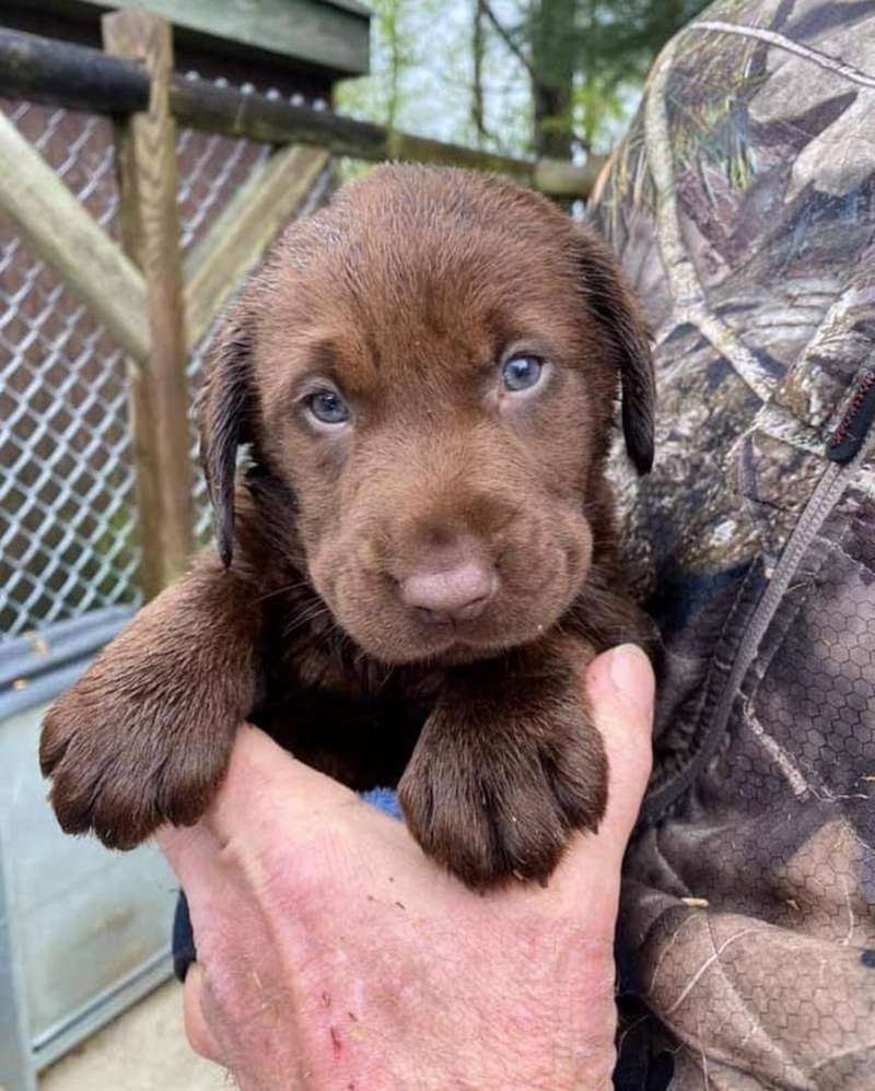 Labrador Retriever Puppies for Sale in Connecticut