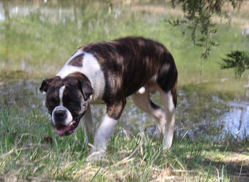 Puppies for Sale in Arkansas