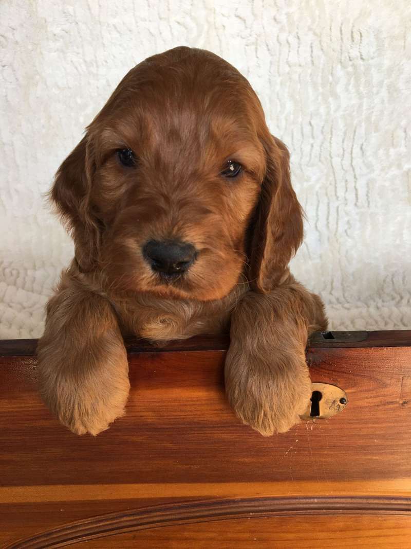 Irish Setter Puppies for Sale