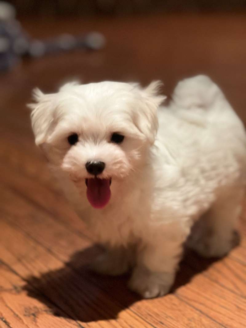 Dogs in Herndon Virginia