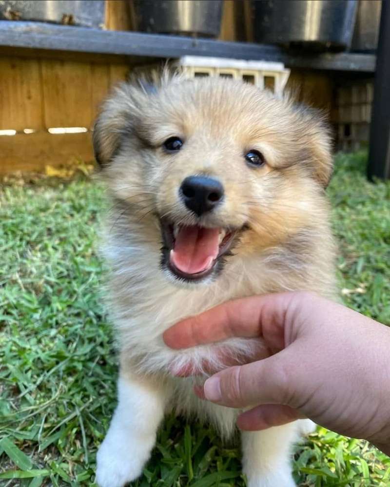 Sheltie Puppies for Sale in Texas