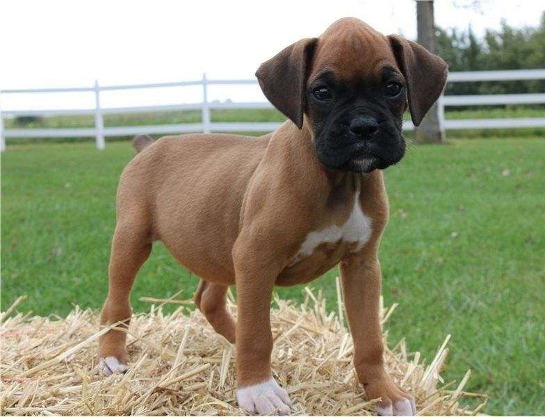 Boxer Puppies for Sale