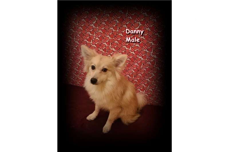 Pomimo Puppies for Sale