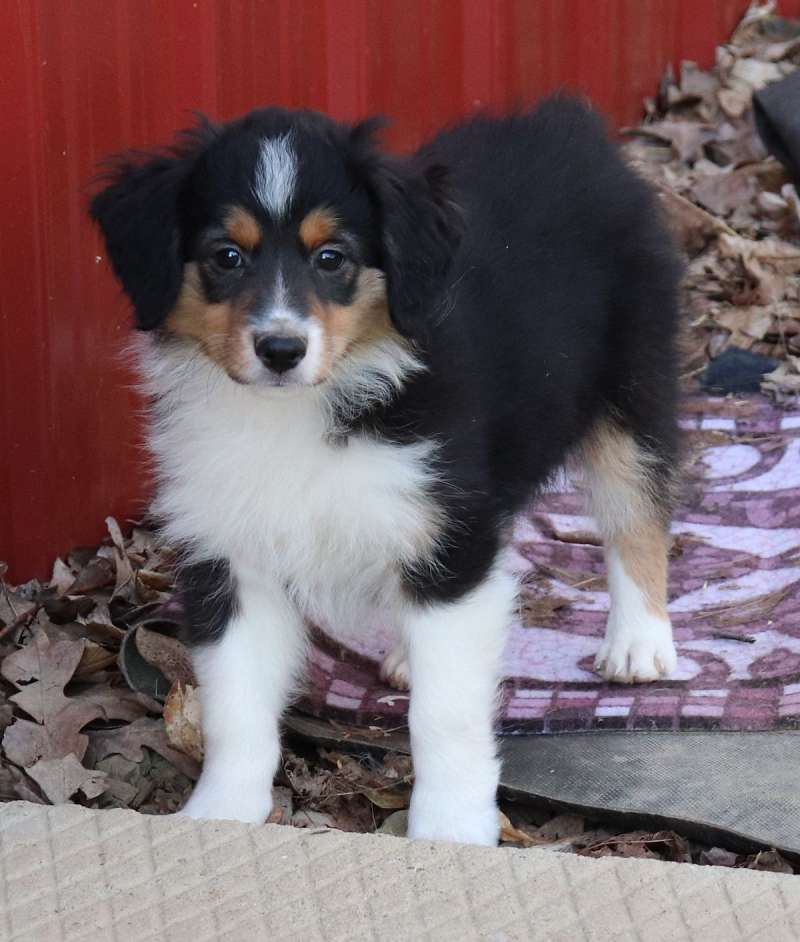 Small Female Puppies for Sale