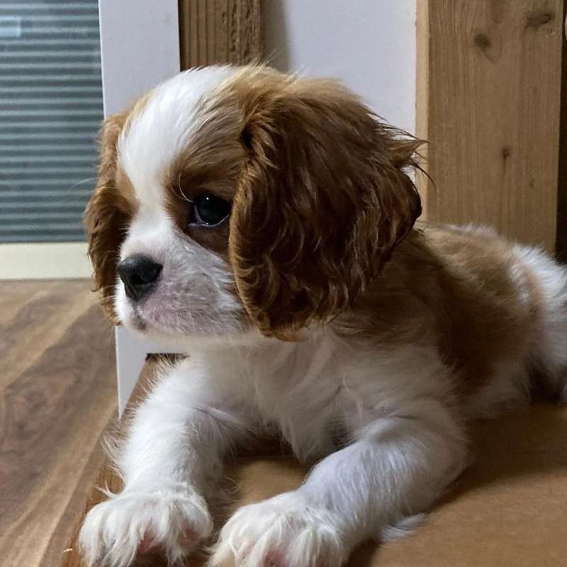 Toy King Charles Spaniel Puppies for Sale