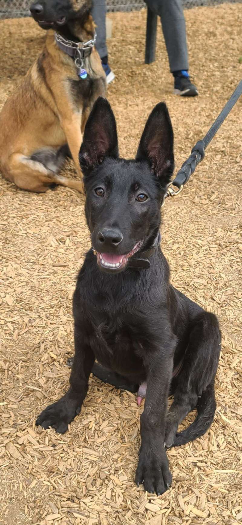 Black Belgian Malinois Puppies for Sale