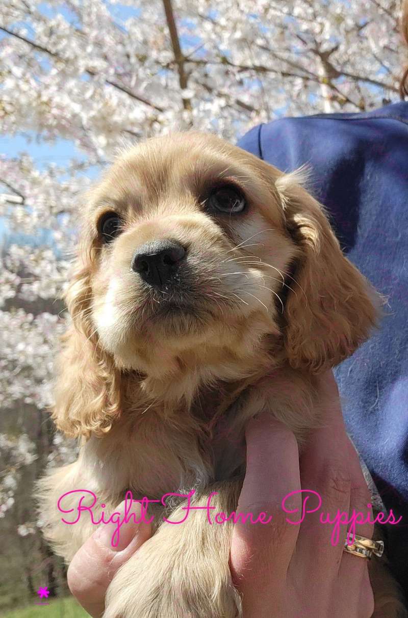 Mixed Cocker Spaniel Puppies for Sale