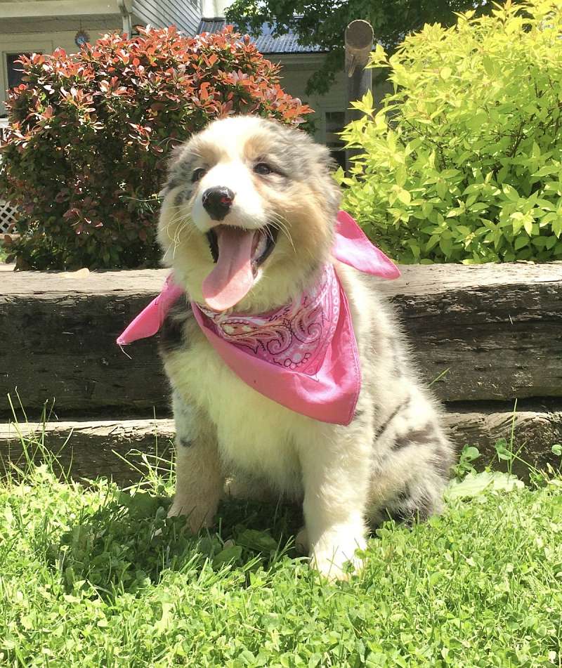 Blue and Merle Australian Shepherd Puppies for Sale