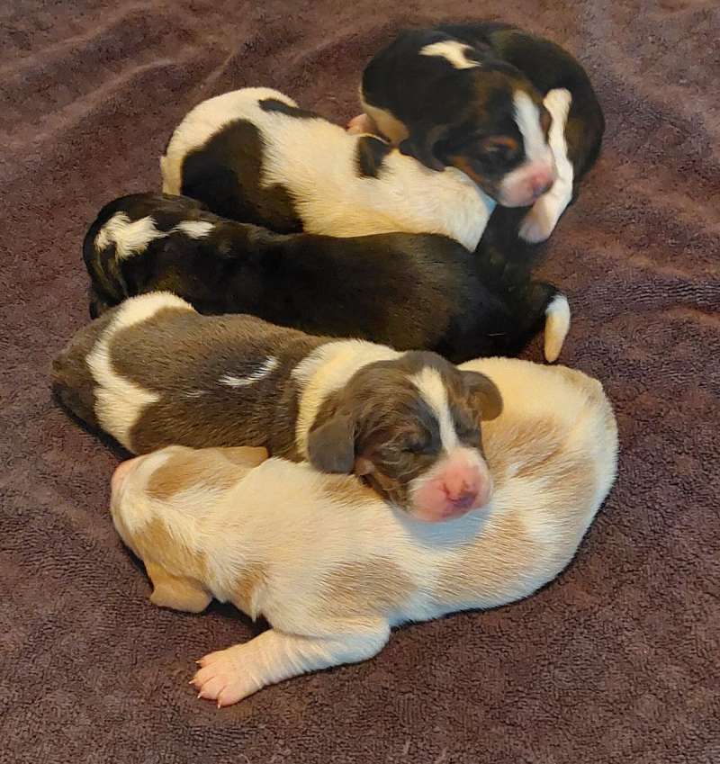 Basset Hound Puppies for Sale