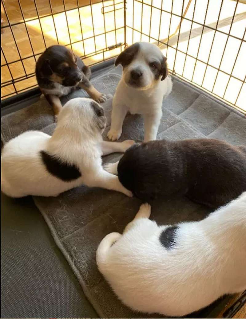 Texas Heeler Puppies for Sale