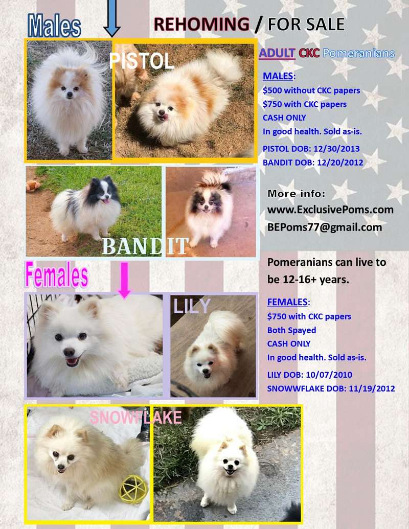 Parti Colored Pomeranian Puppies for Sale
