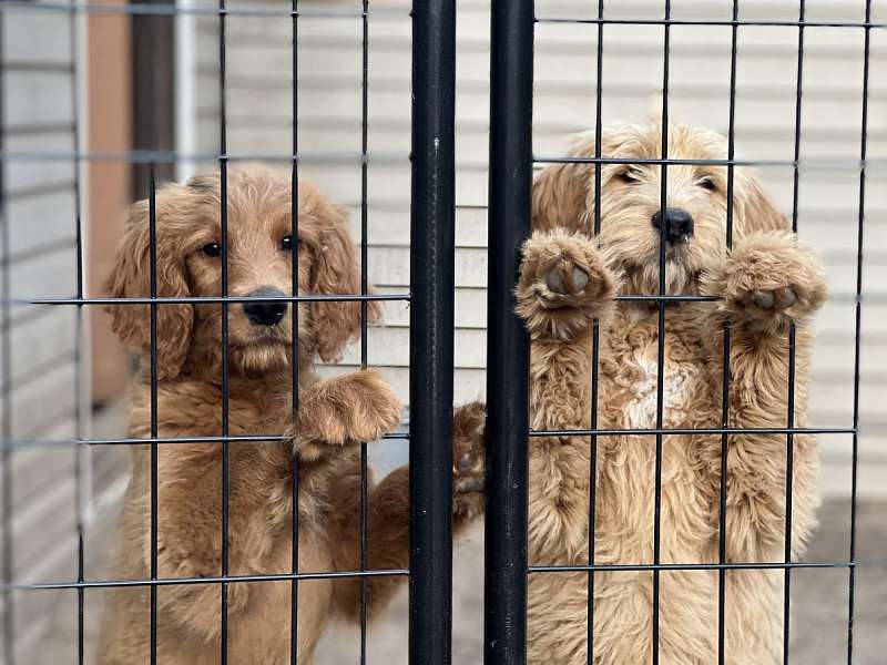 Dogs for Sale by Owner