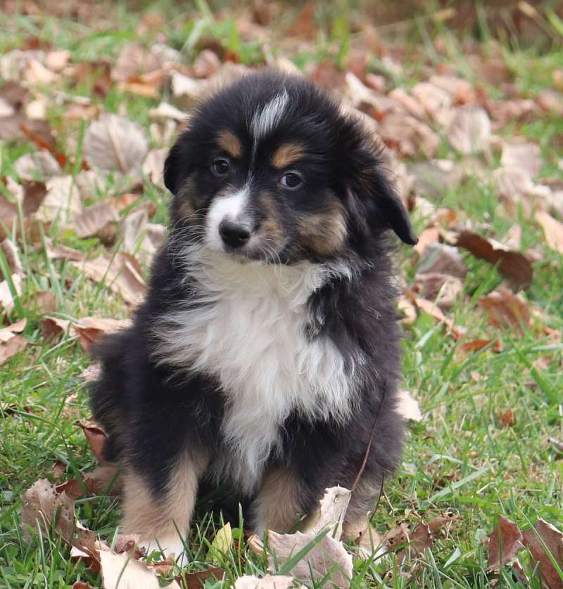 Small Female Puppies for Sale