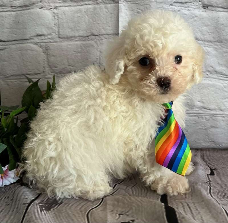 Bich Poo Puppies for Sale