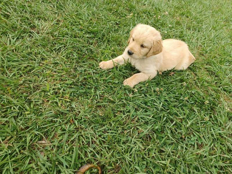 Golden Labrador Puppies for Sale