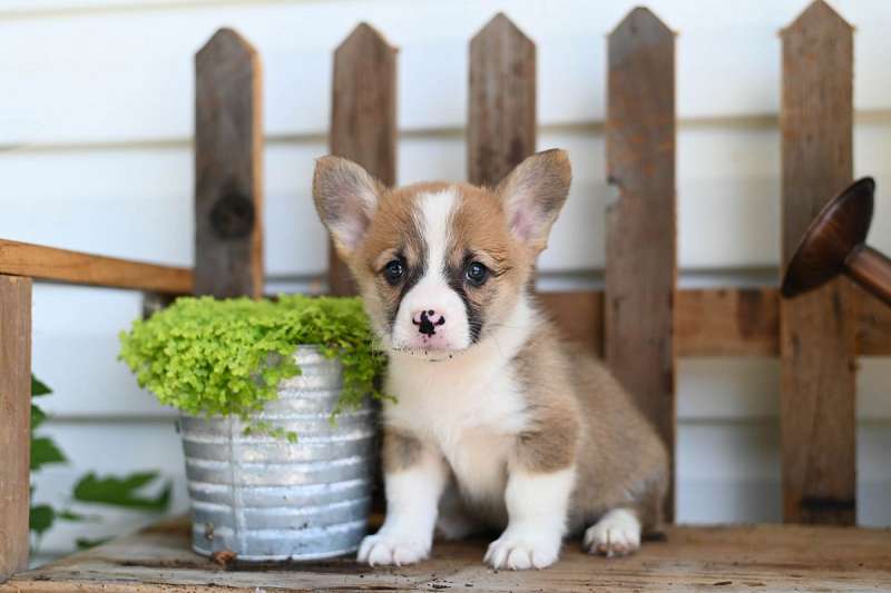 Corgi Puppies for Sale