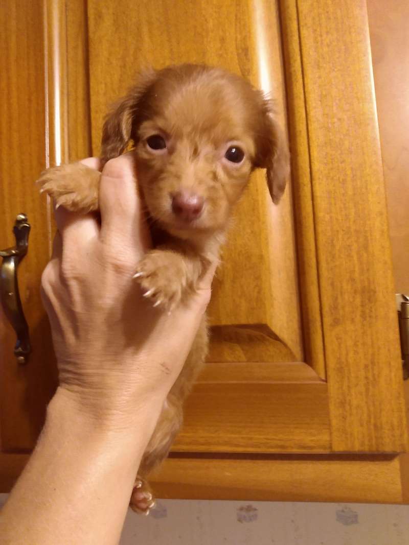 Red Dachshund Puppies for Sale